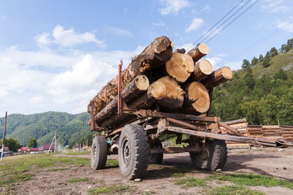 Professional Wood Log Disposal from Local Pros - Wood Log Disposal Pros